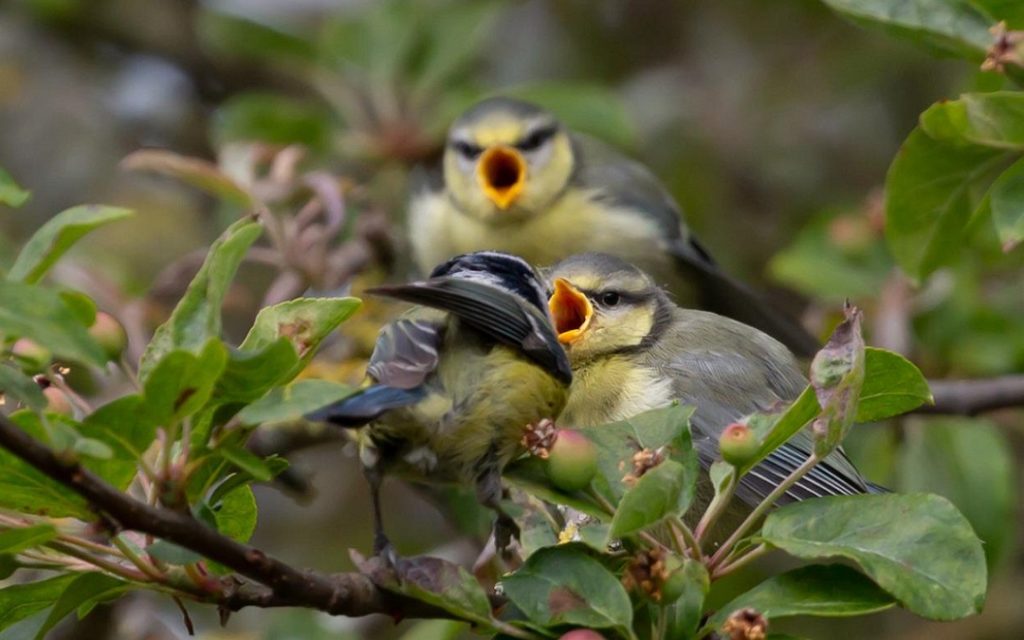 Blaumeisen: Farbenfrohe Besucher im Garten | Tierschutz-Projekte.de