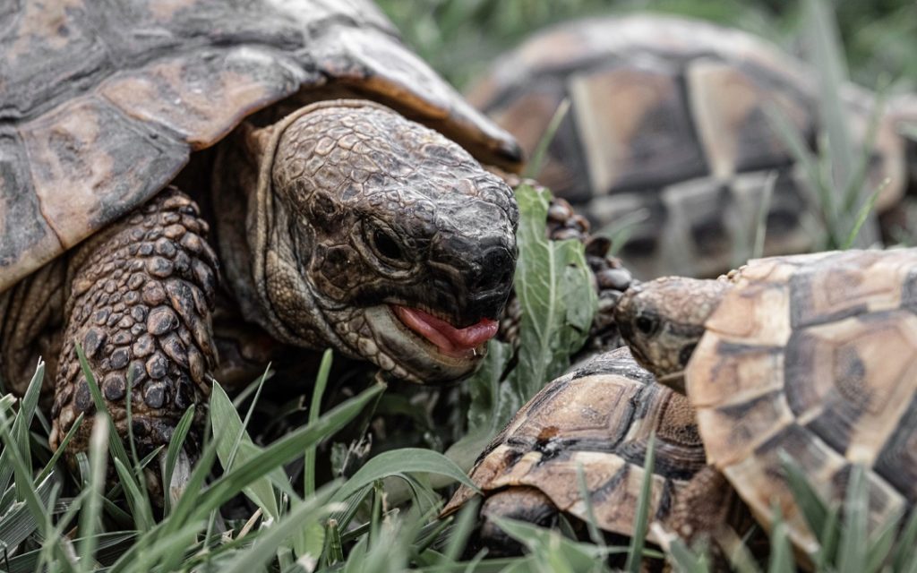 Exotische Tiere: Artgerechte Haltung & gesetzliche Regelungen